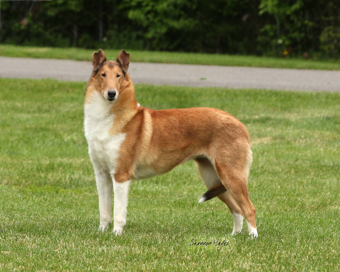 Learn about Collies – Autumn-Sun Collies