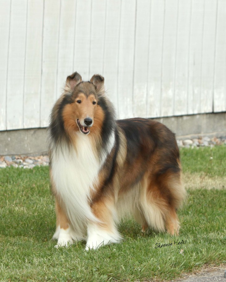 Learn about Collies – Autumn-Sun Collies